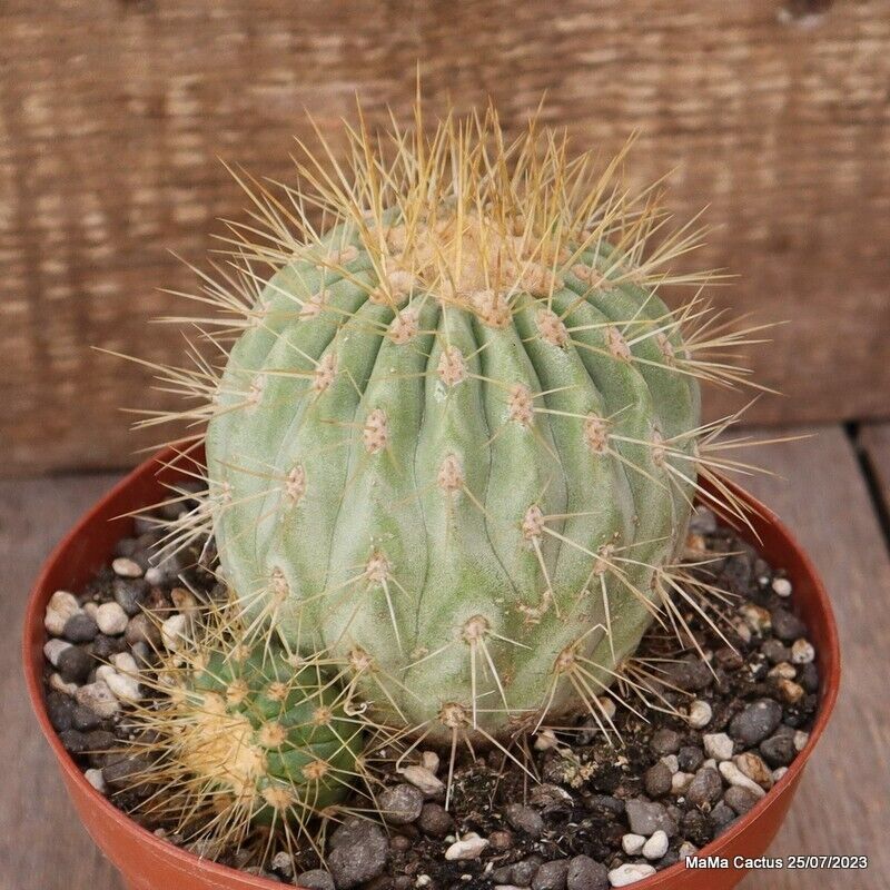 Copiapoa – Mama Cactus