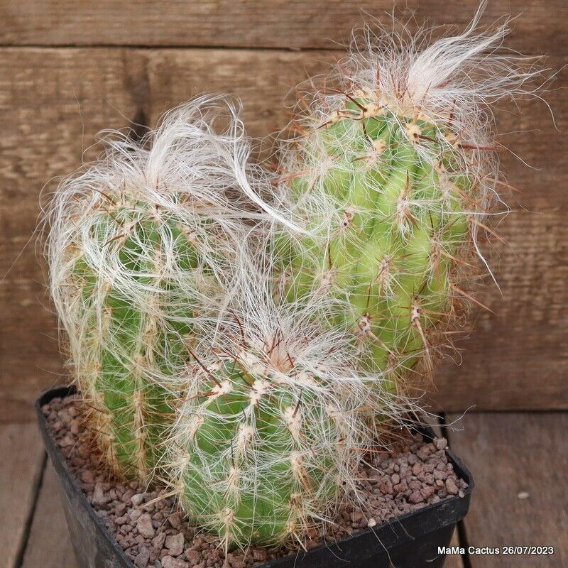 Oreocereus – Mama Cactus
