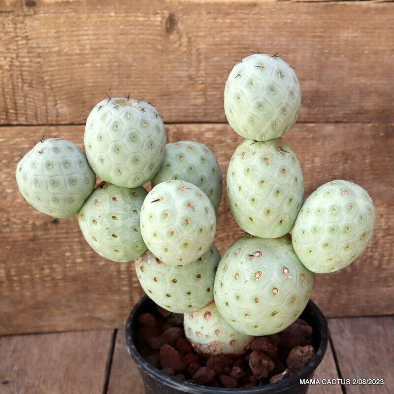 Tephrocactus – Mama Cactus