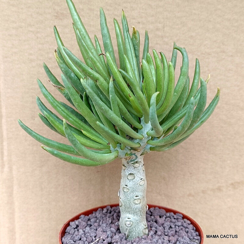 Tylecodon – Mama Cactus