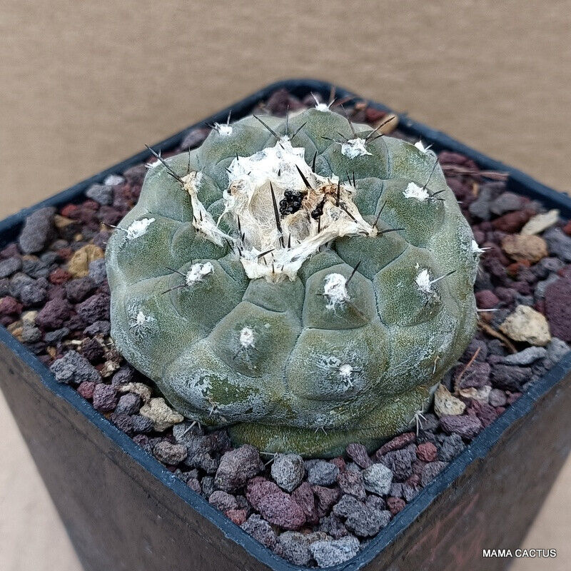 Copiapoa – Mama Cactus